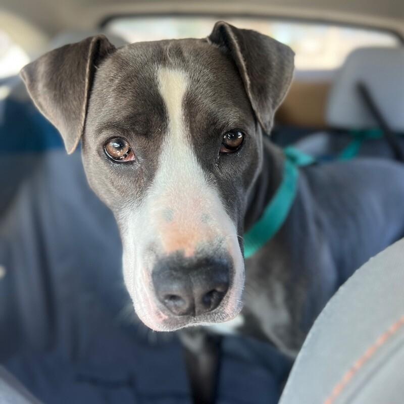 Dog for adoption - Dory your fun-size bestie, a Pit Bull Terrier Mix in ...