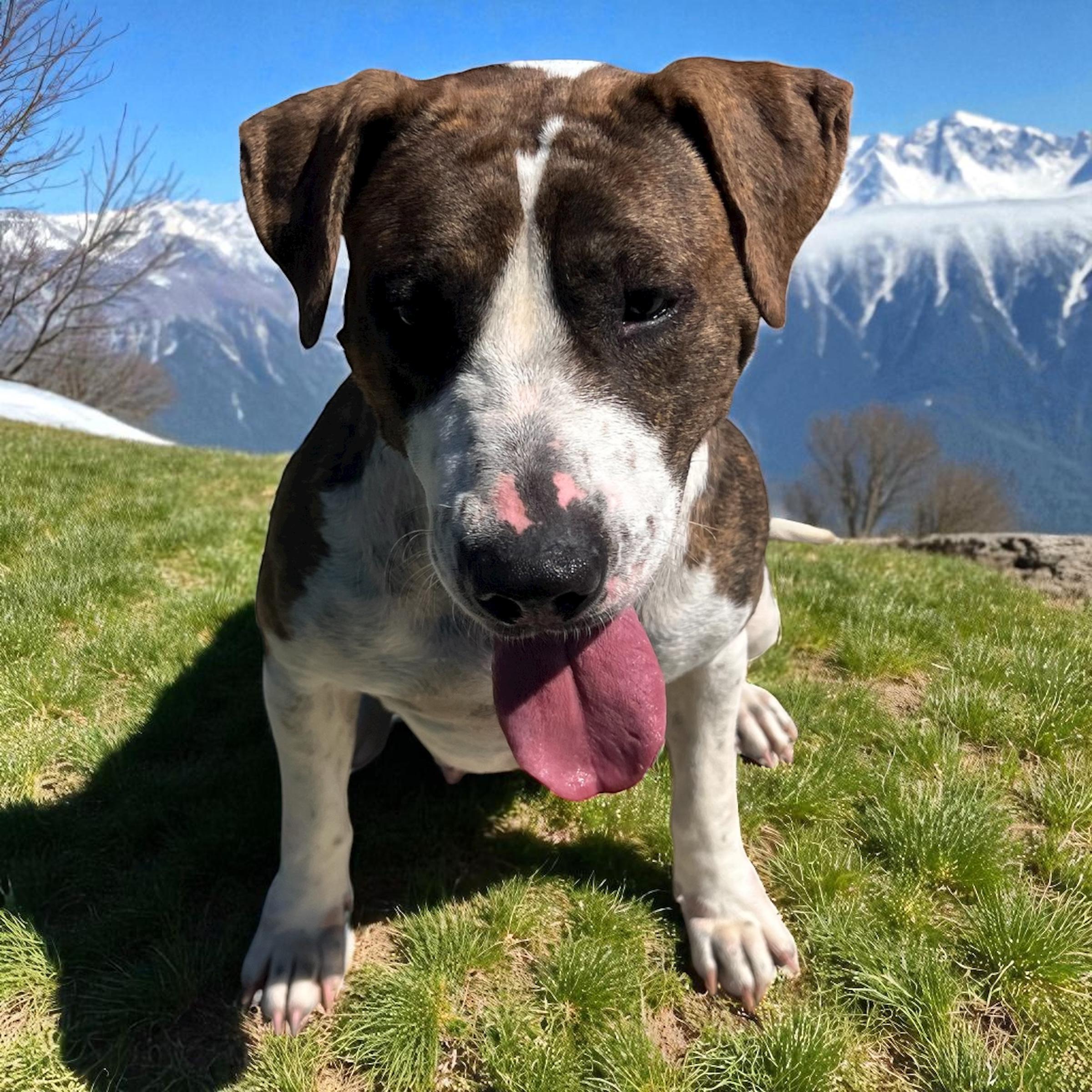 Dog for adoption - Valley, a Bull Terrier Mix in Horn Lake, MS | Petfinder