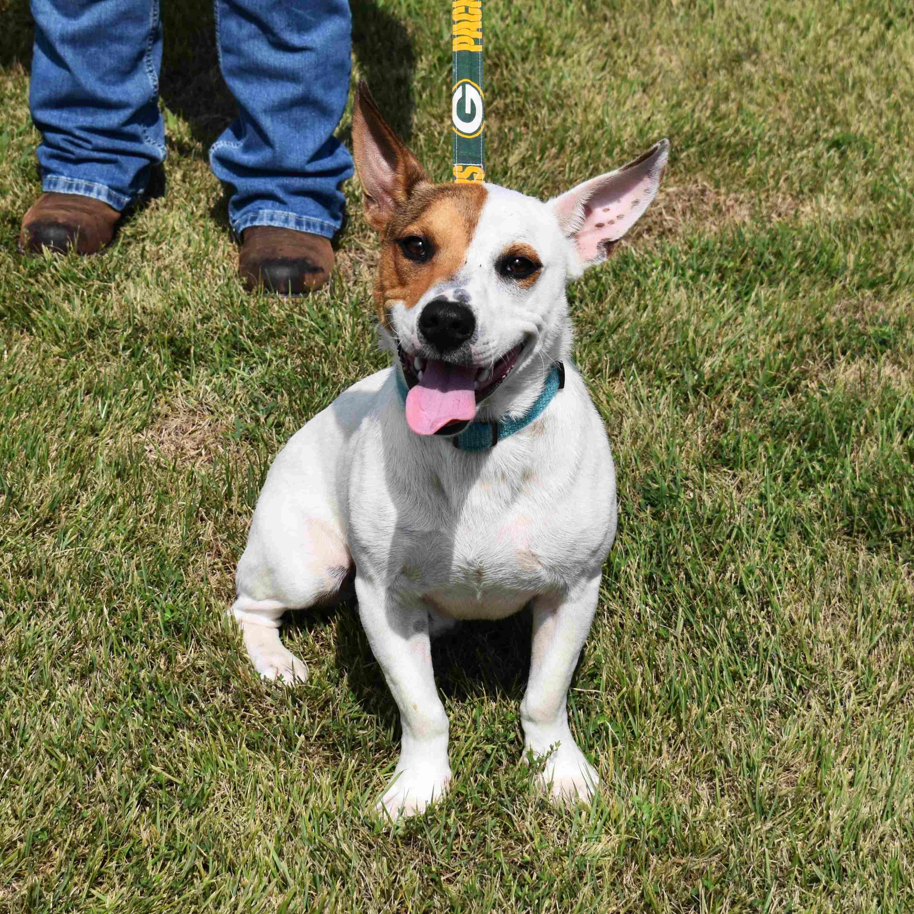 Dog for adoption - Skippy, a Mixed Breed in Searcy, AR | Petfinder