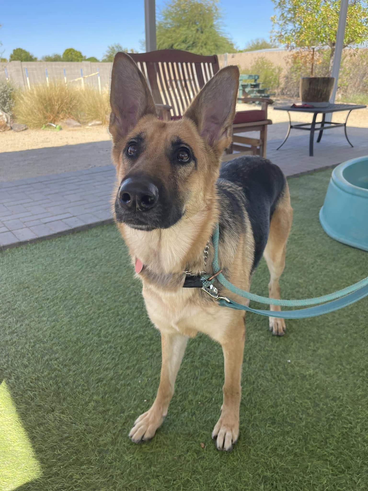 Dog for adoption - Ellie, a German Shepherd Dog in Glendale, AZ | Petfinder