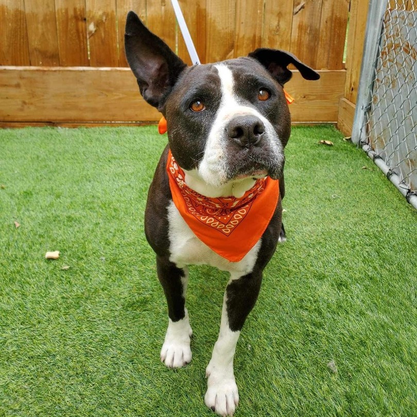 Dog for adoption - Lola, an American Staffordshire Terrier in Manchester, NH | Petfinder