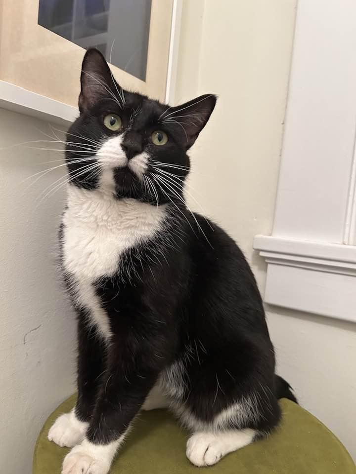 Available Cats for Adoption | Scruffy Paws Animal Rescue RI