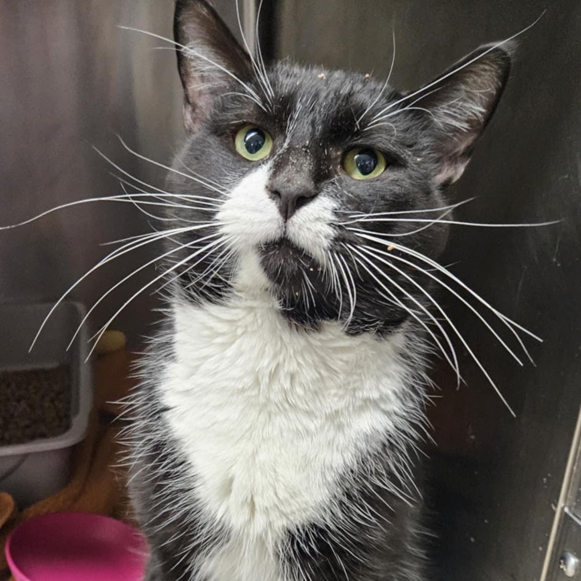 Available Cats for Adoption | Scruffy Paws Animal Rescue RI