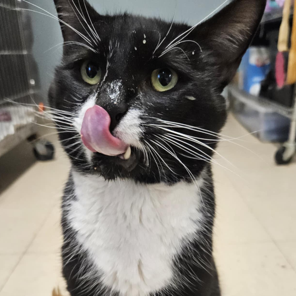 Available Cats for Adoption | Scruffy Paws Animal Rescue RI