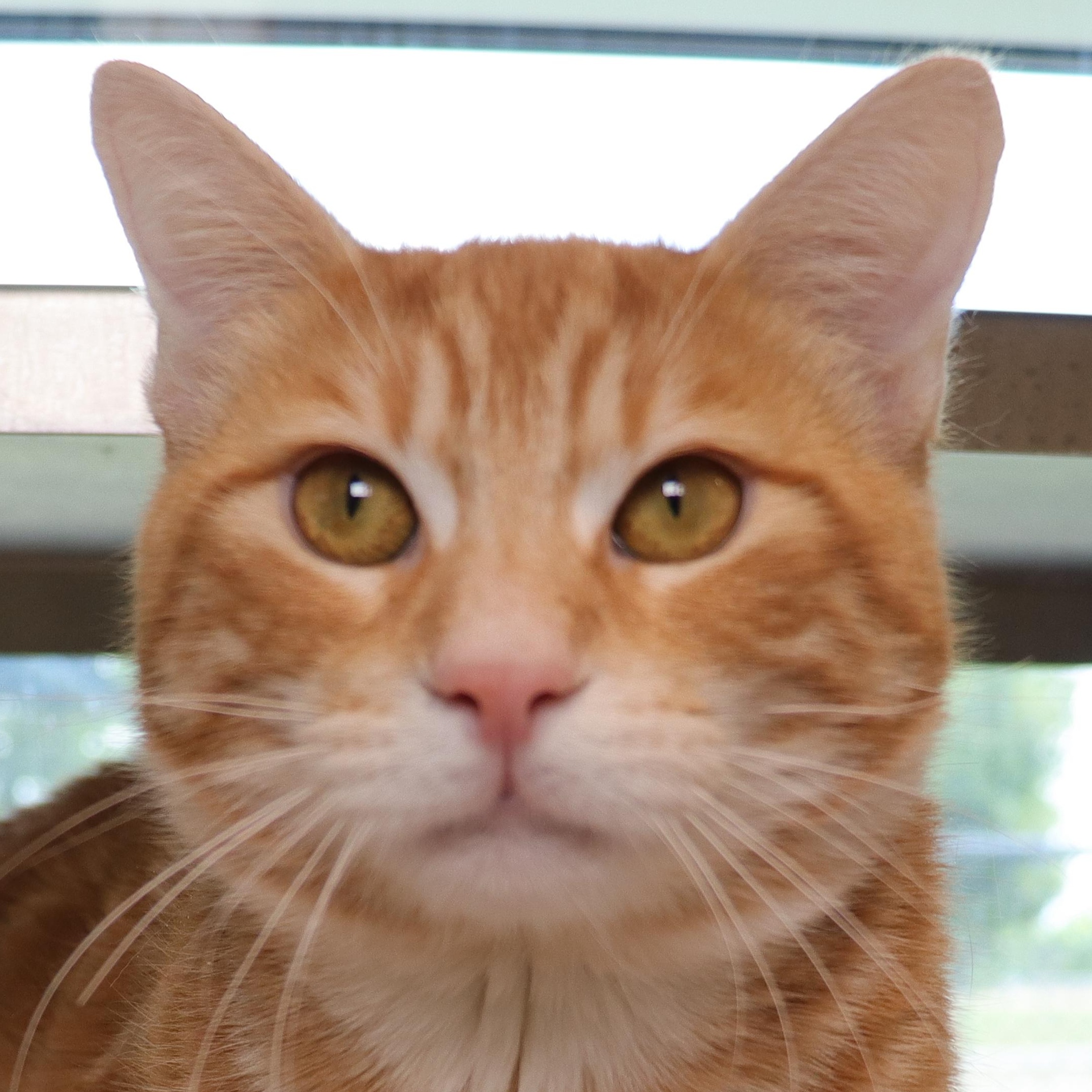 Cat for adoption - Barnaby, a Domestic Short Hair in Clovis, CA | Petfinder