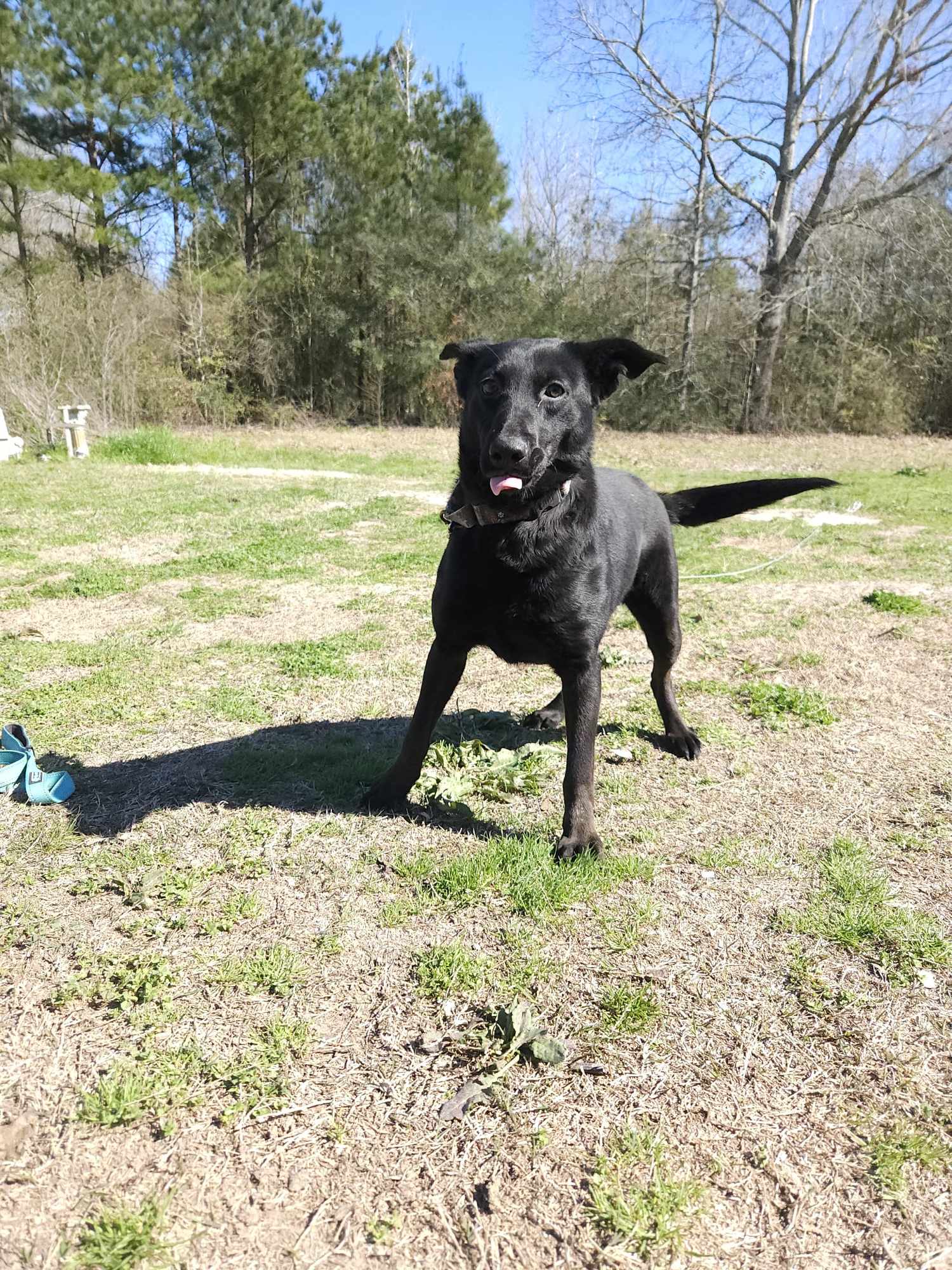 Dog for adoption - Stella Marie, a Black Labrador Retriever & Black and ...