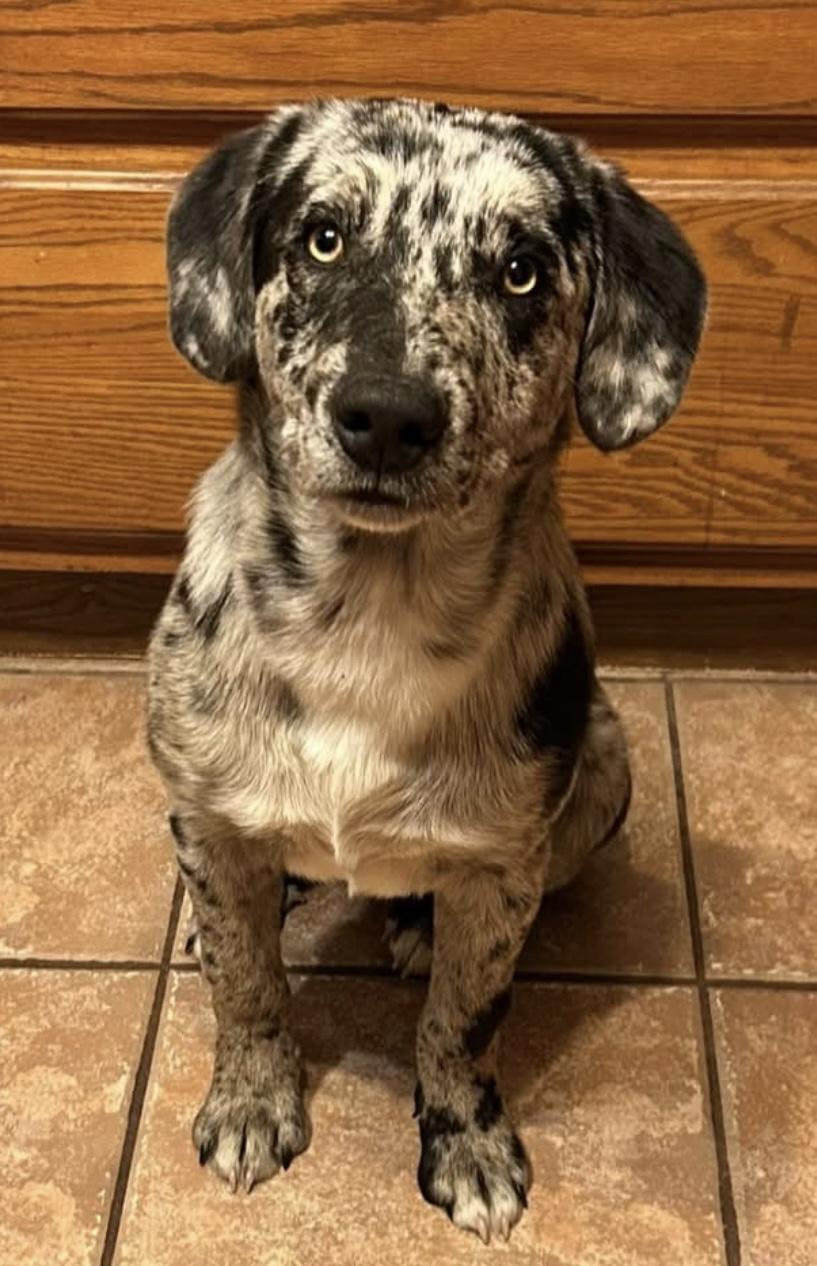 Dog for adoption - Dapple, a Catahoula Leopard Dog in Salisbury, MD ...