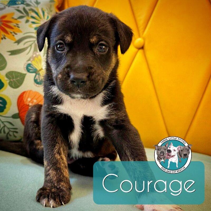 Dog for adoption - Courage Chelsea, a Labrador Retriever & Pit Bull ...
