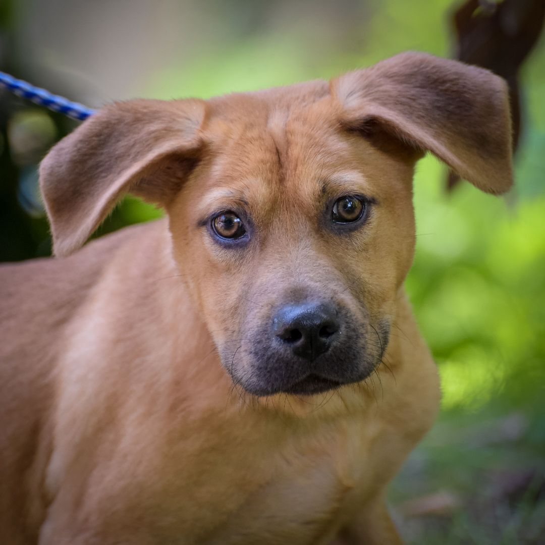 Our Animals — Animal Alliance