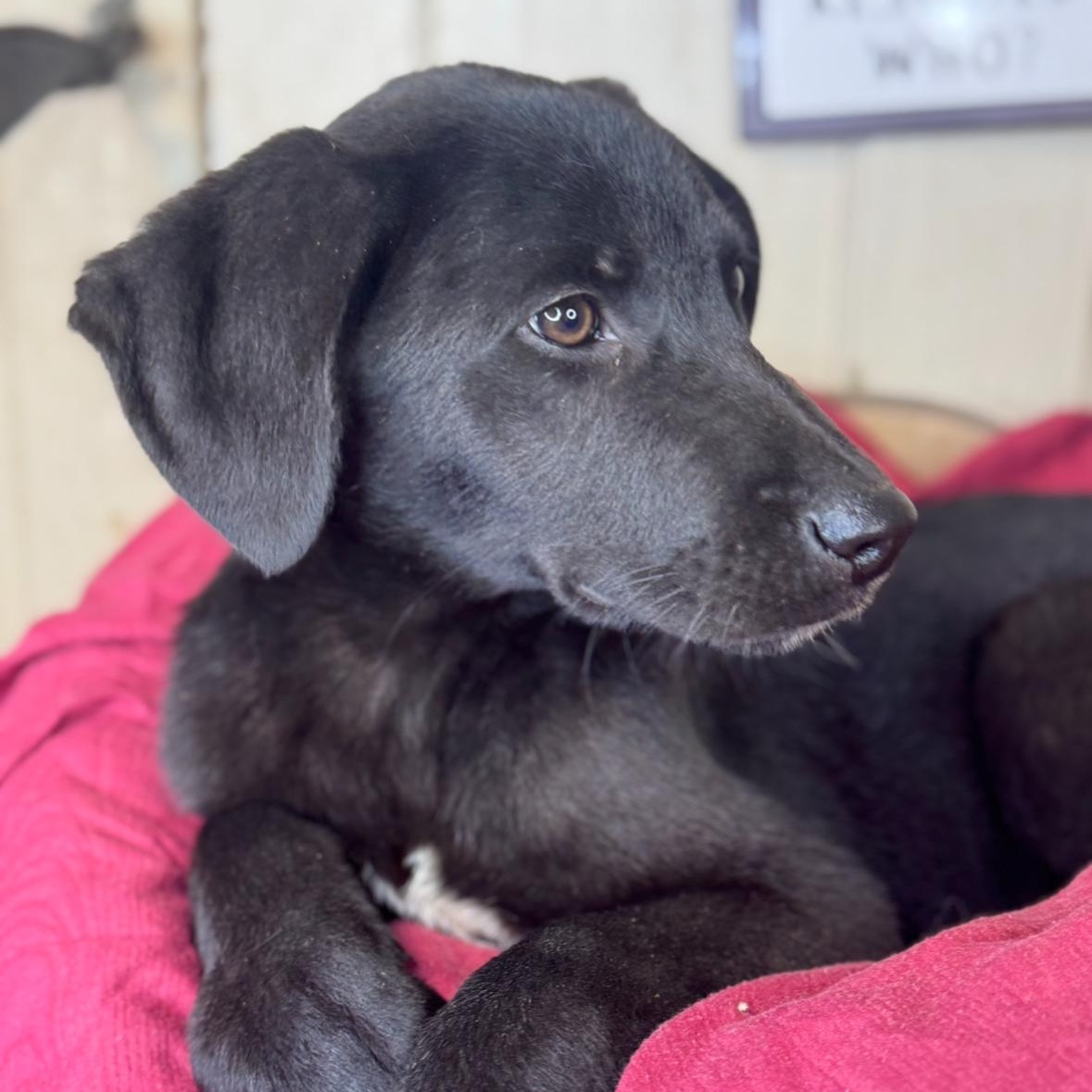Dog for adoption - Kaiden, a Black Labrador Retriever & Coonhound Mix ...