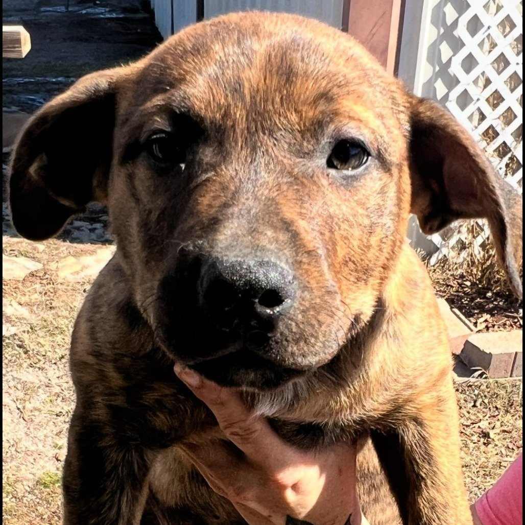 Dog for adoption - Rip, a Pit Bull Terrier Mix in Kenmore, NY | Petfinder