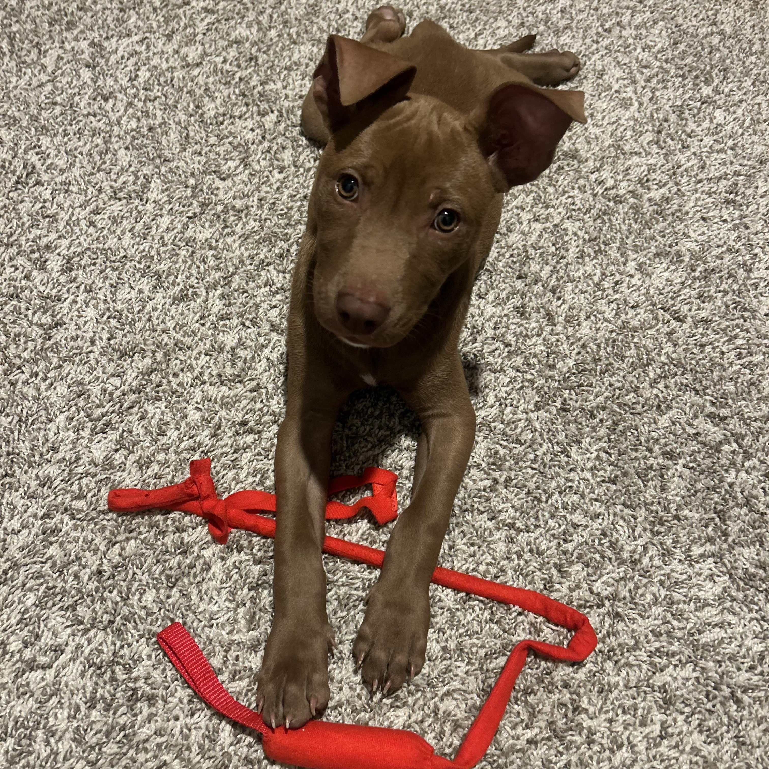 Dog for adoption - Maggie, a Retriever Mix in Catonsville, MD | Petfinder