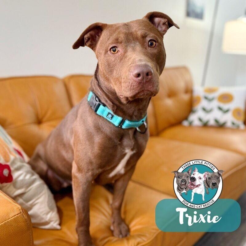 Dog for adoption - Trixie Pixie the Cat Friendly Toy Loving Beauty Queen, a Labrador Retriever ...