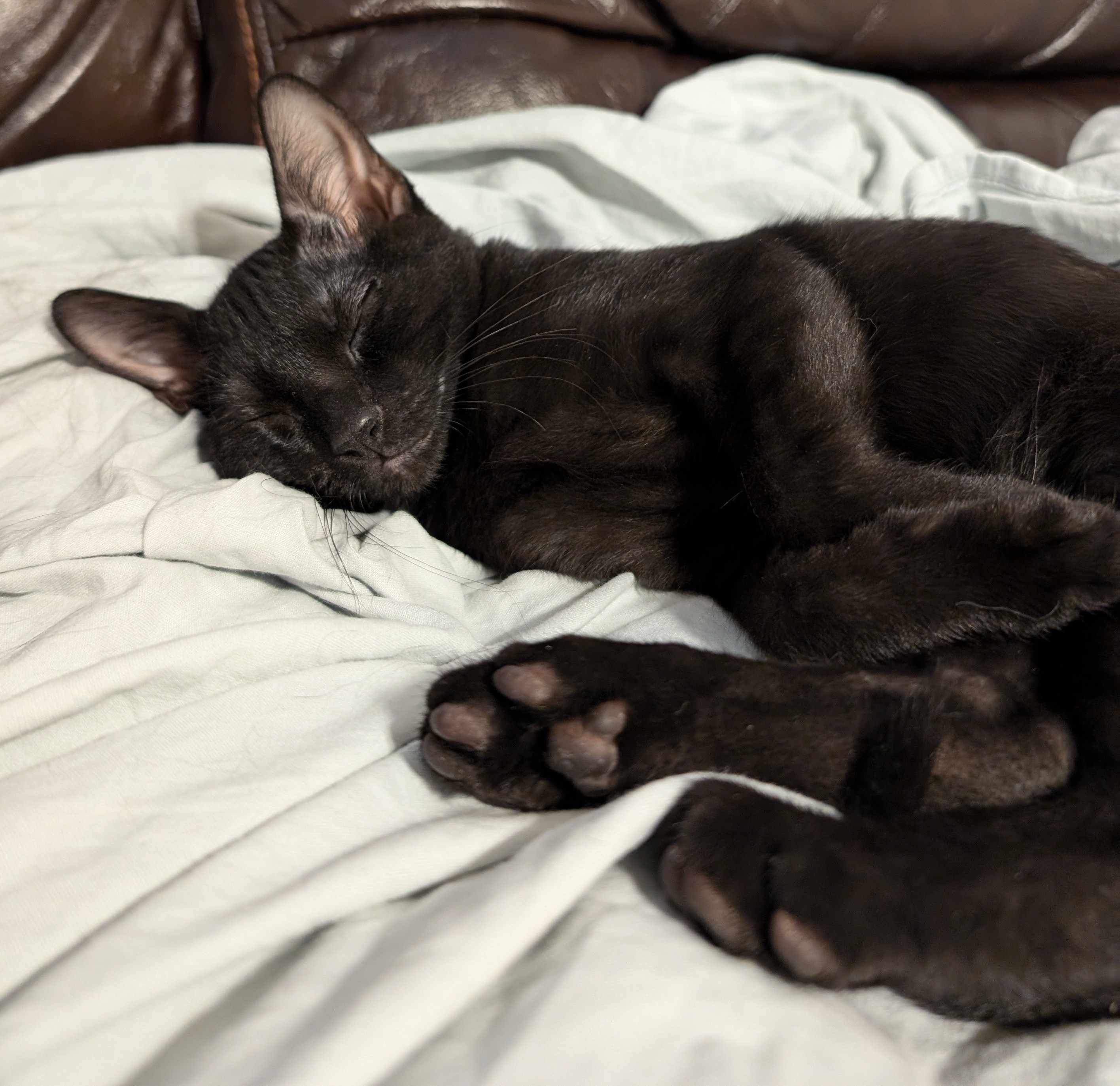 Cat for adoption - Sassafras, a Domestic Short Hair in fort worth, TX ...