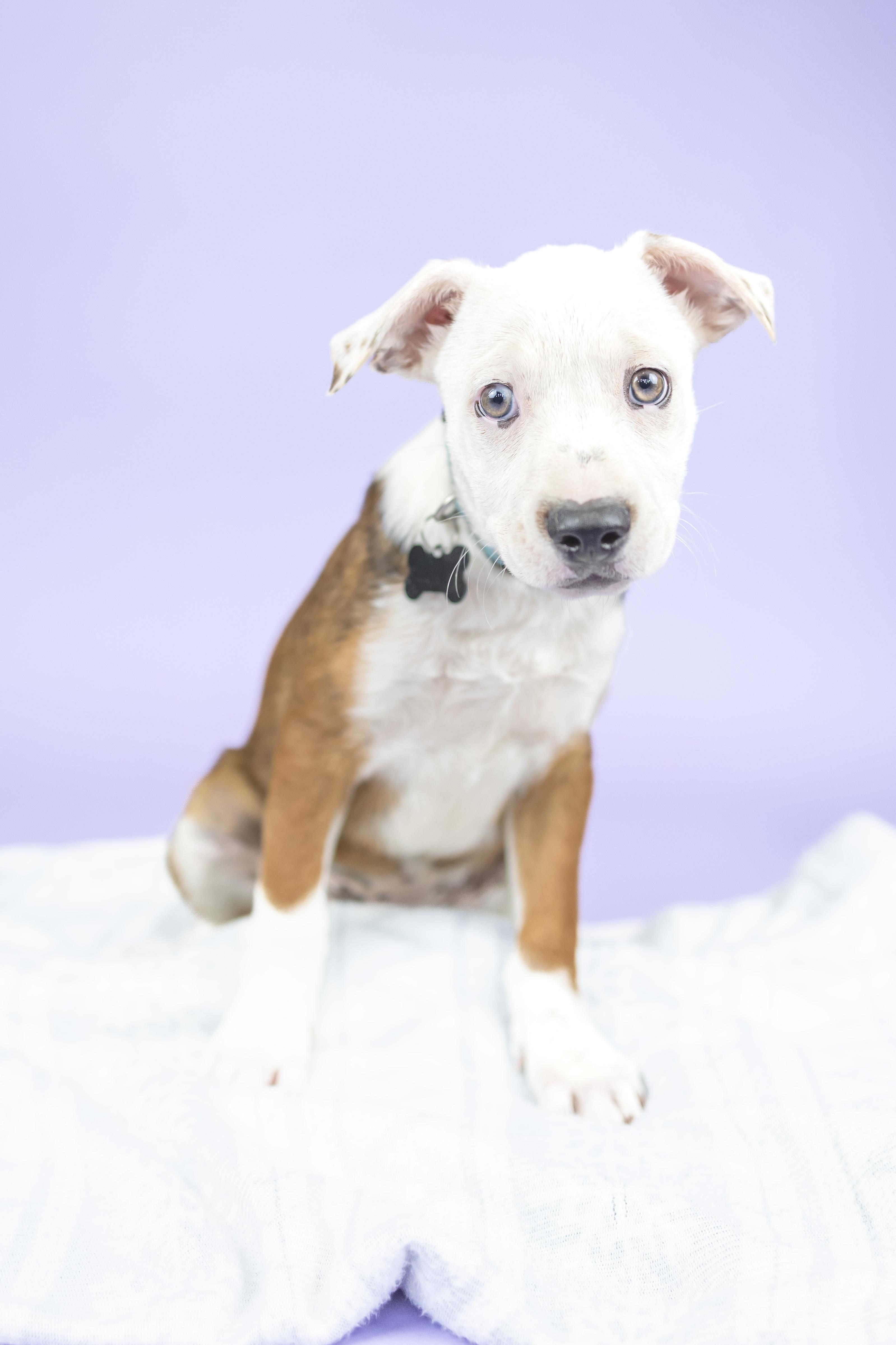 Dog for adoption - Maple, a Mixed Breed in Portland, OR | Petfinder