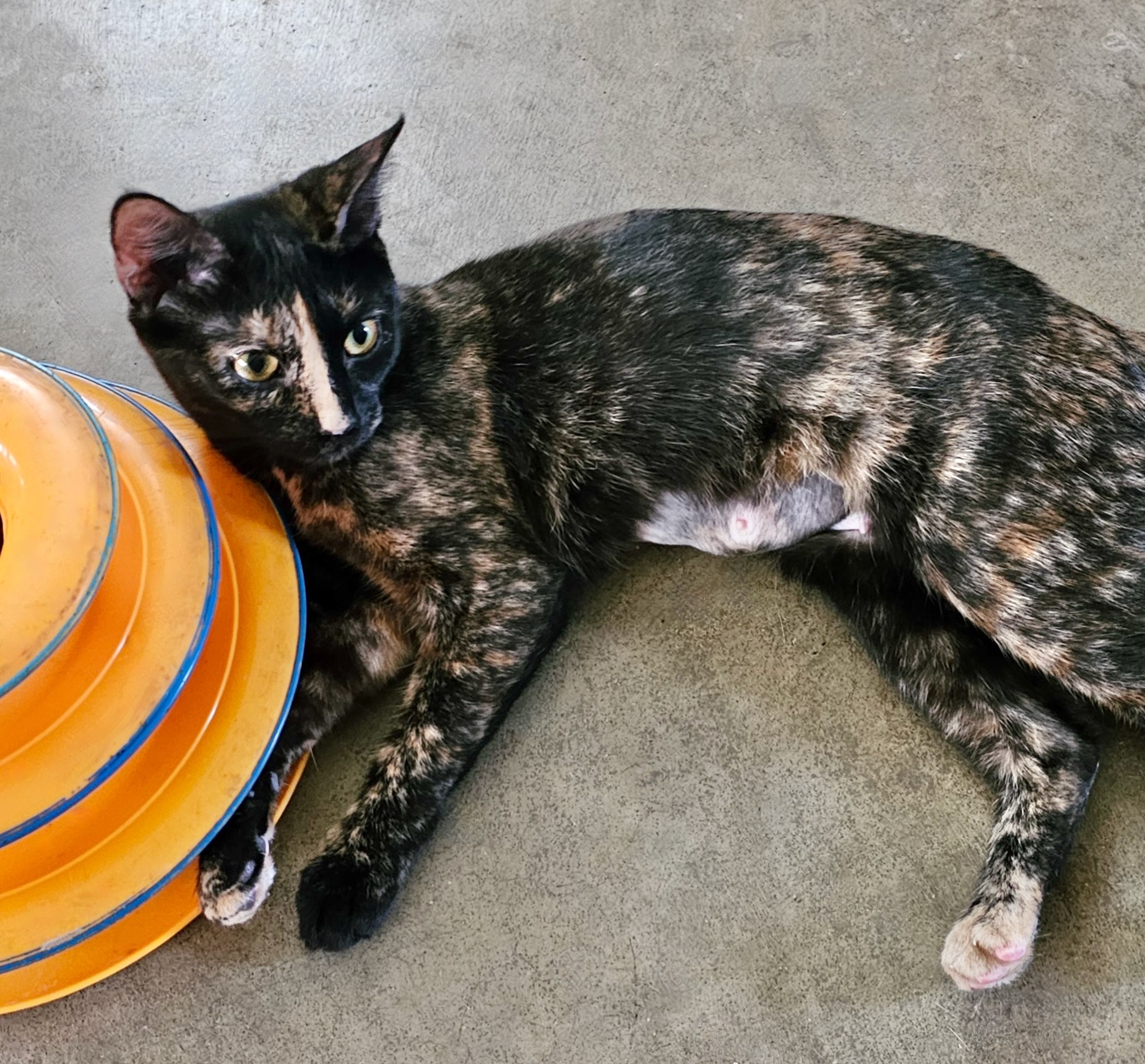 Available Cats and Kittens - Johnston County Animal Protection League ...