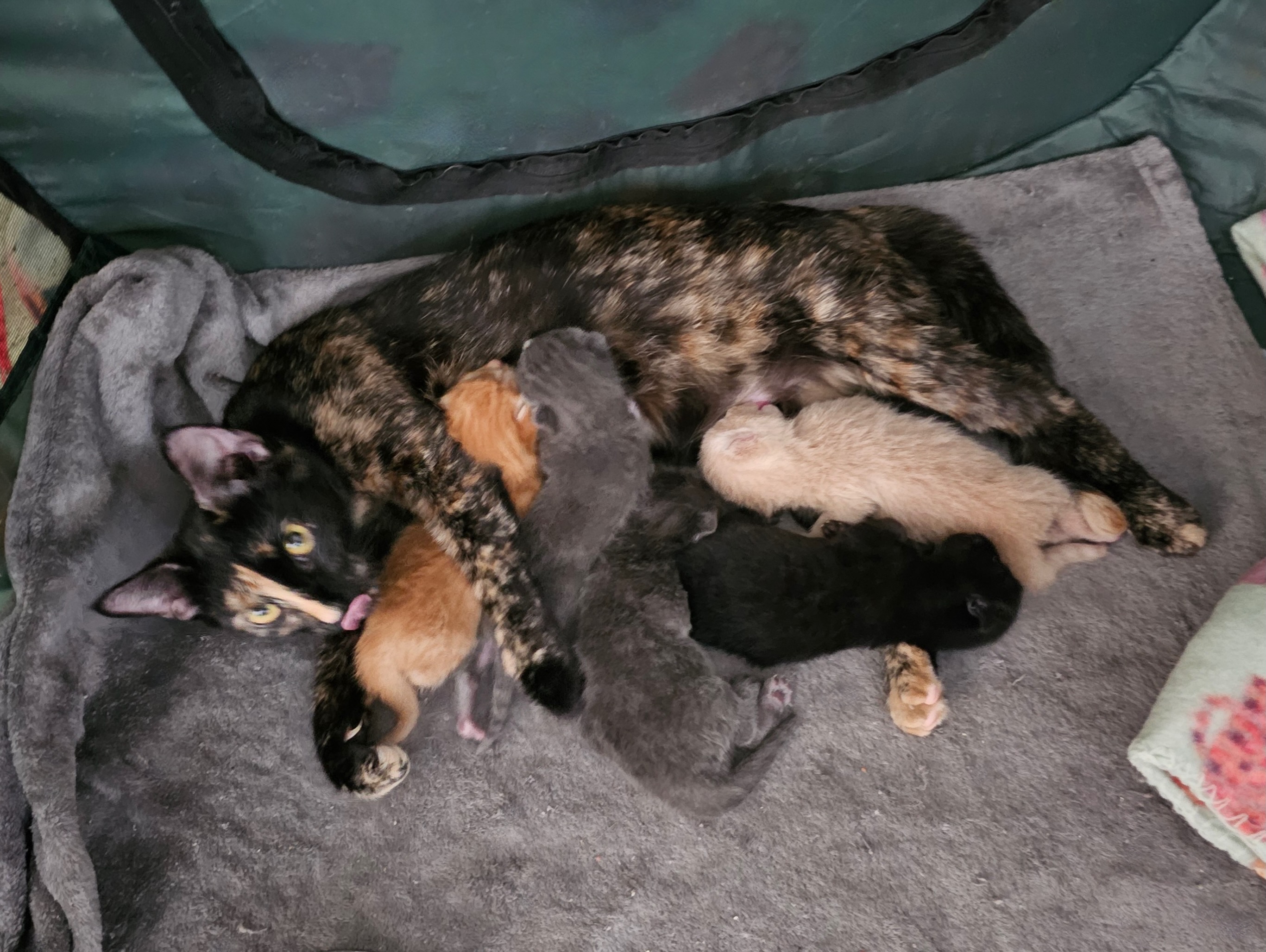 Available Cats and Kittens - Johnston County Animal Protection League ...