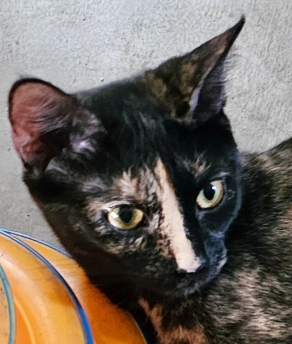 Available Cats and Kittens - Johnston County Animal Protection League ...