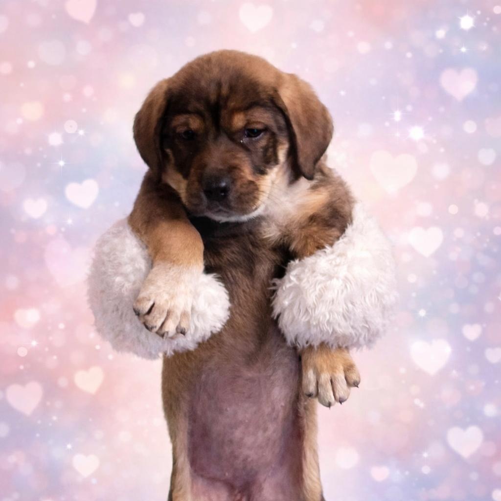 Smooch - Adoptable Pet | Petfinder | Petfinder