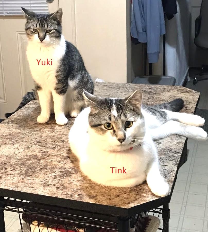 Cat for adoption - Tink and Yuki, a Domestic Short Hair in Proctor, MN ...