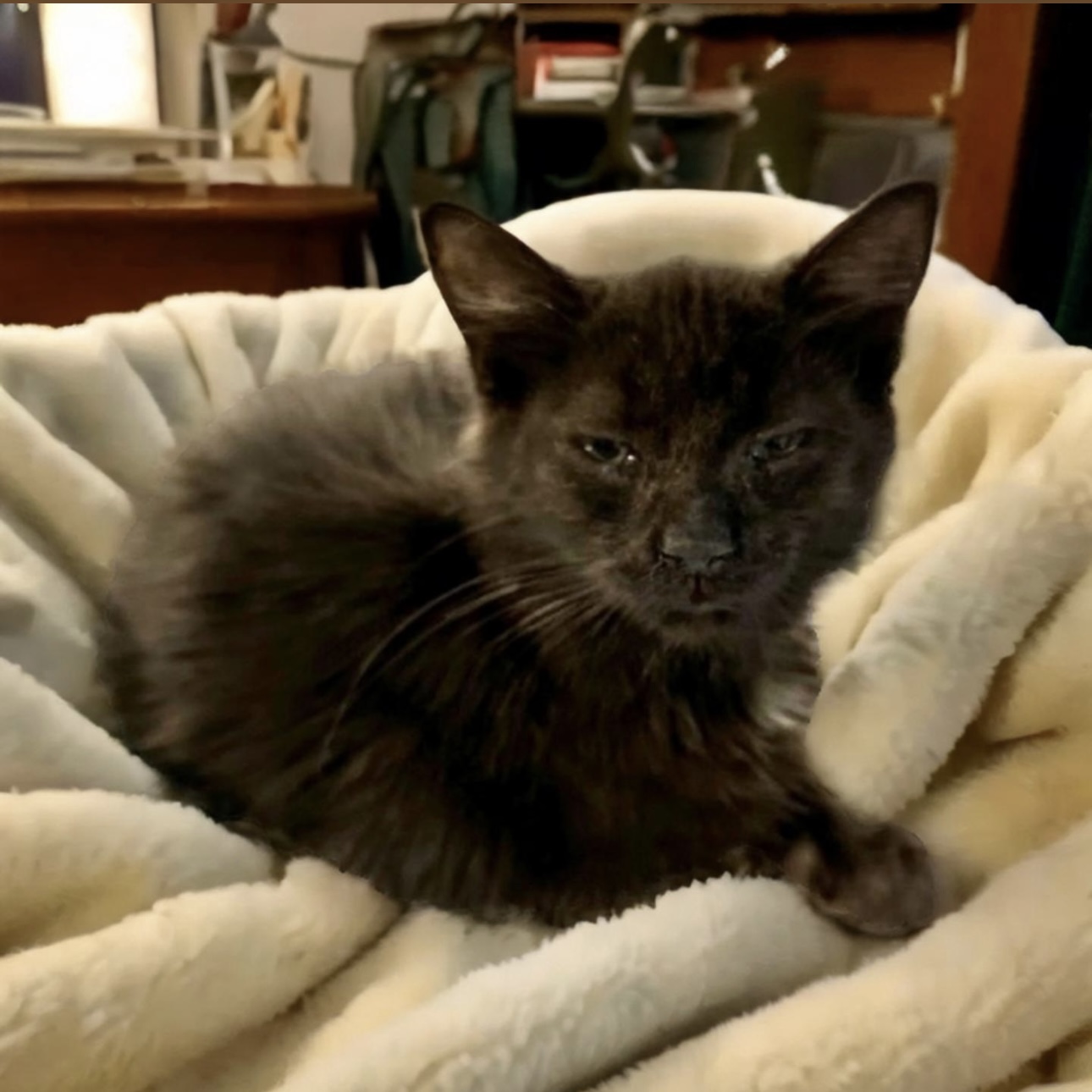 Cat for adoption - Lucy, an Extra-Toes Cat / Hemingway Polydactyl ...