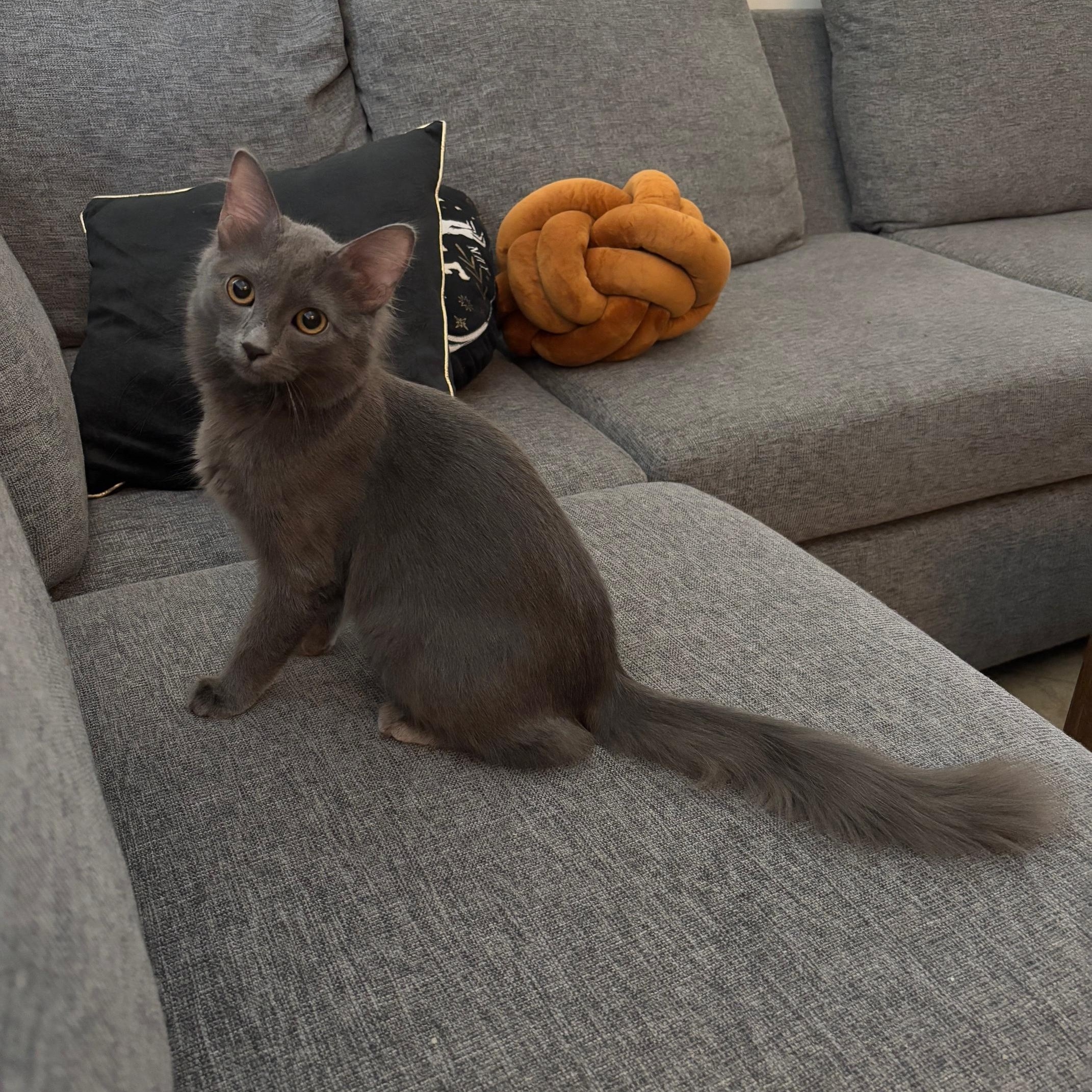 Cat for adoption - Nibbles, a Domestic Medium Hair in Los Angeles, CA ...