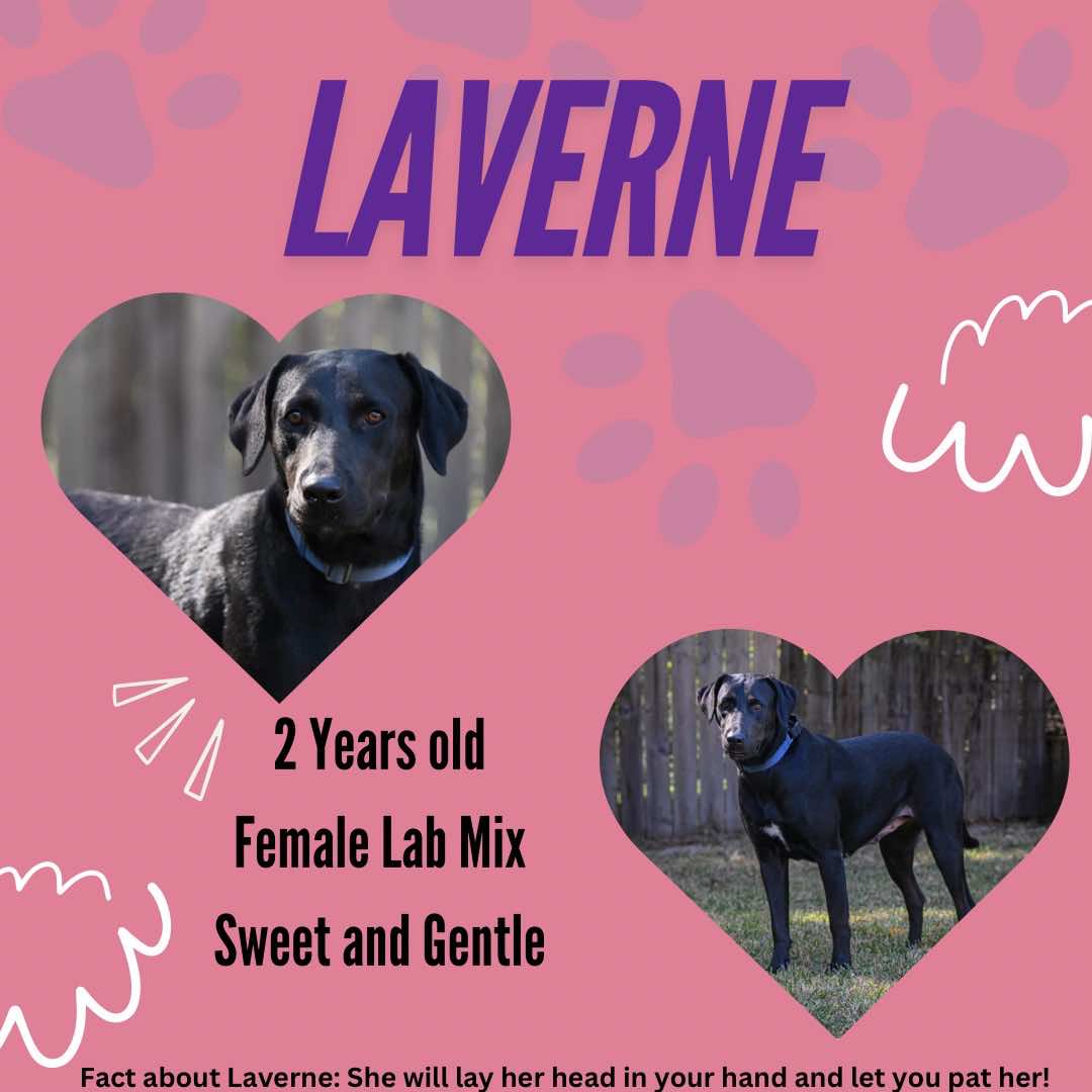 Dog for adoption - Laverne & Shirley, a Black Labrador Retriever in ...