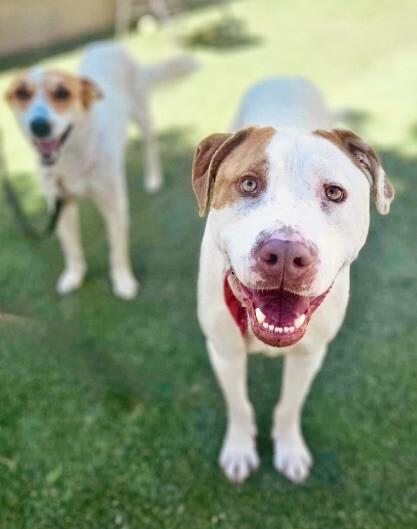 Dog for adoption - Milo Freckles the soulful gentleman, an American ...