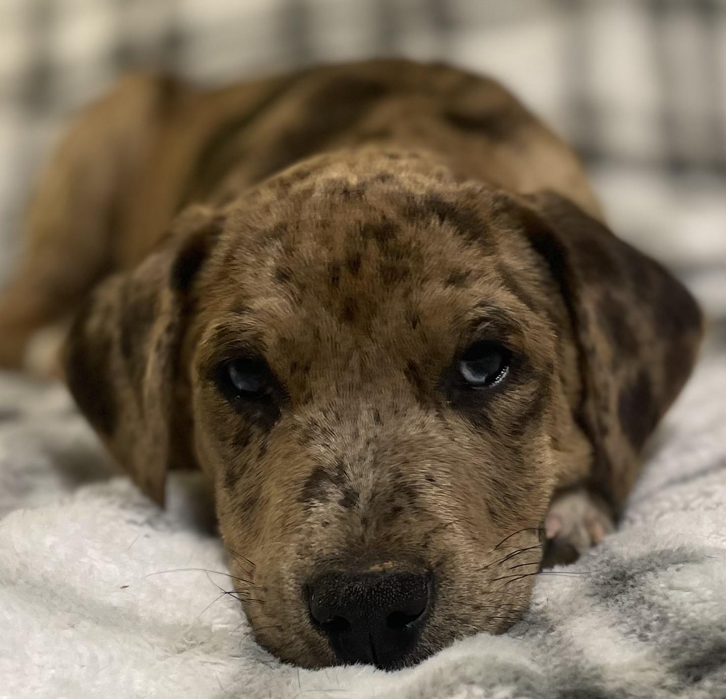 Dog for adoption - hercules, a Catahoula Leopard Dog Mix in Bloomington ...