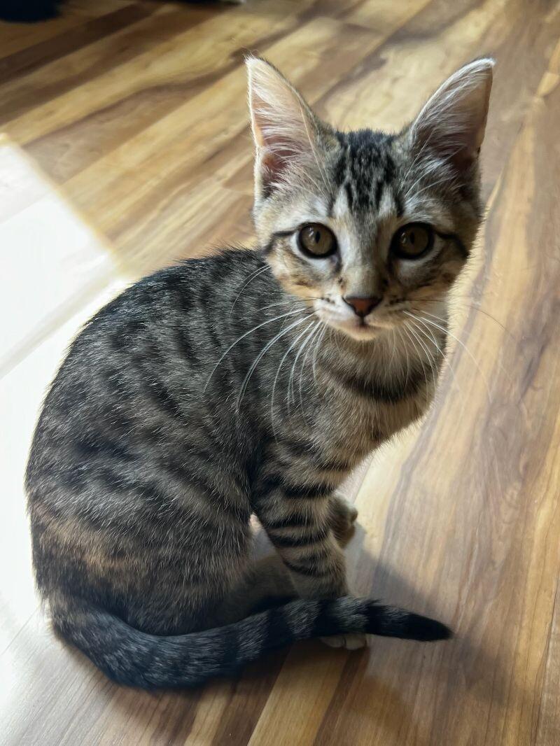 Cat for adoption - Hazel Fluff, a Tabby & Domestic Short Hair Mix in ...