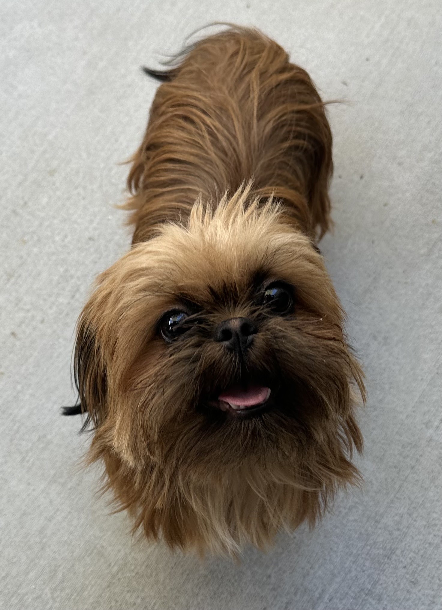 Pets All Dog | Pups And Pals