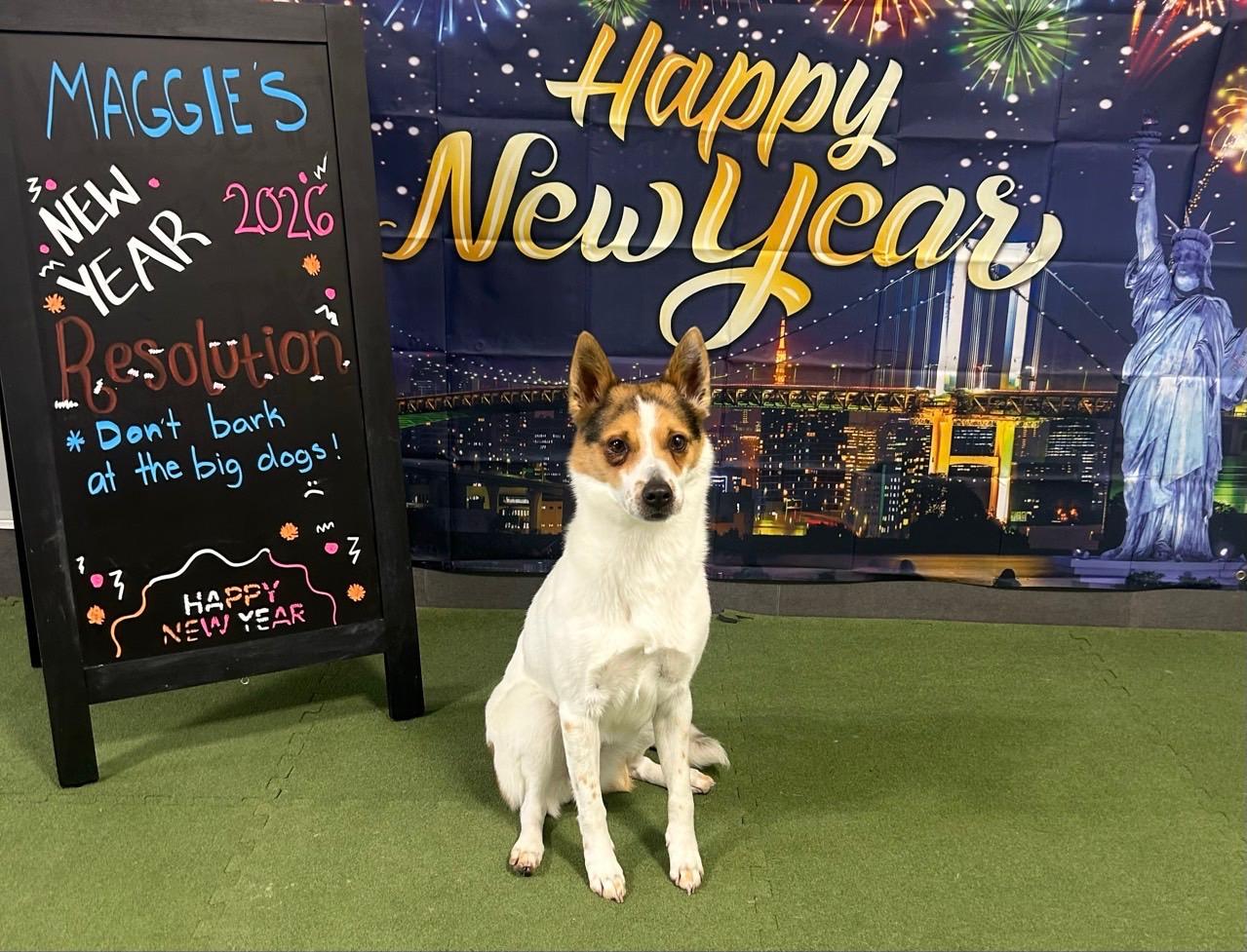 Adopt a Lancashire Heeler for Sale & Adoption | GetBuddy