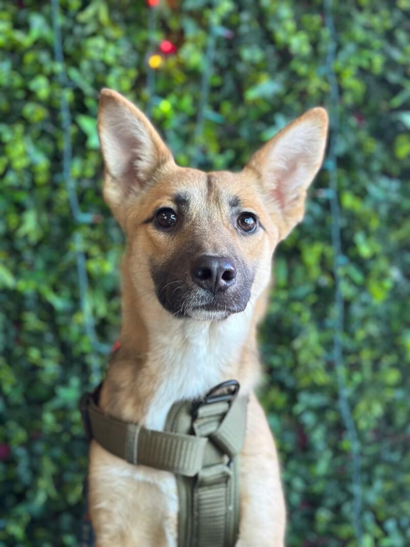 Dog for adoption - Romeo, a German Shepherd Dog & Carolina Dog Mix in ...