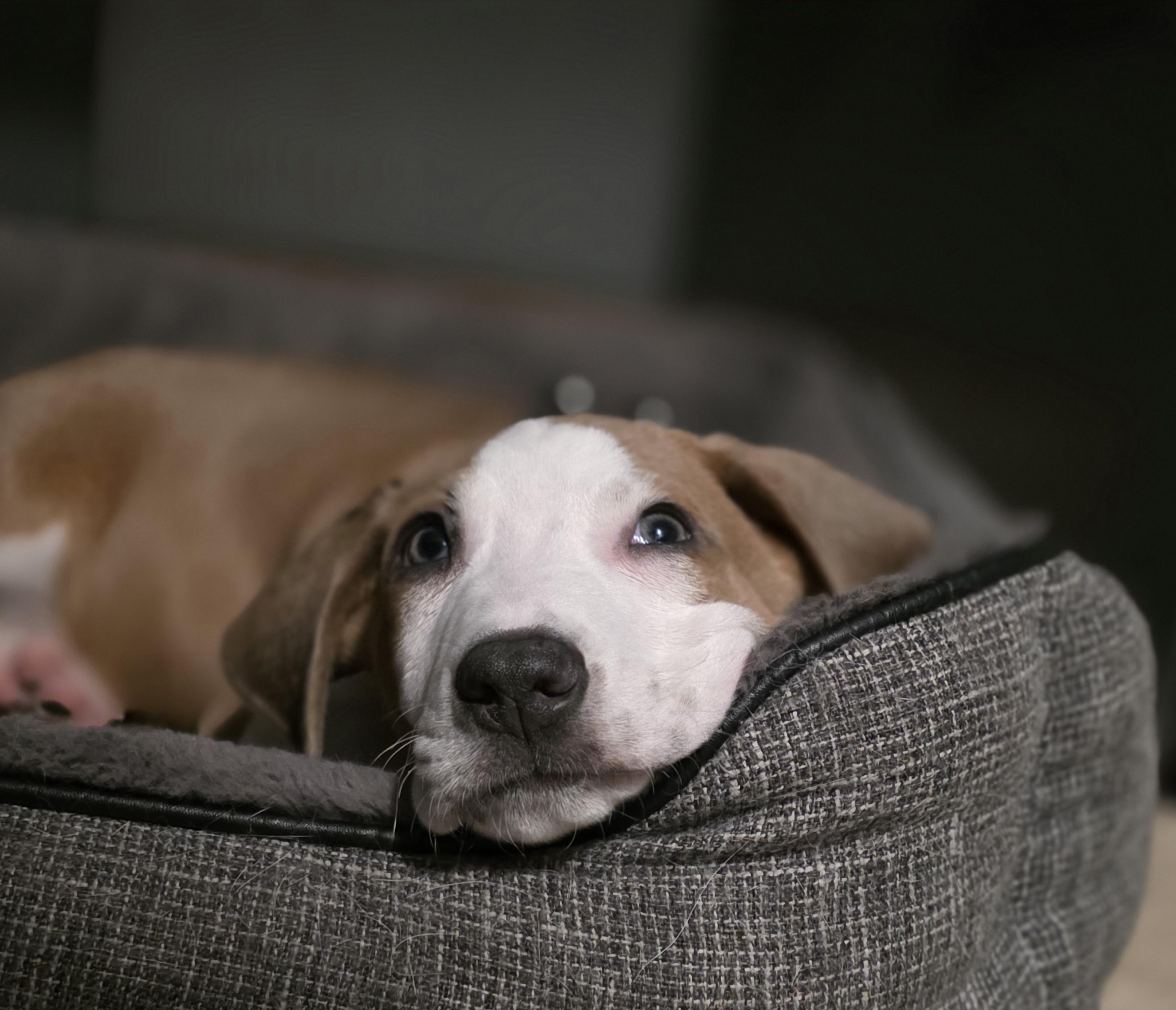 Alvin - Adoptable Pet | Petfinder | Petfinder