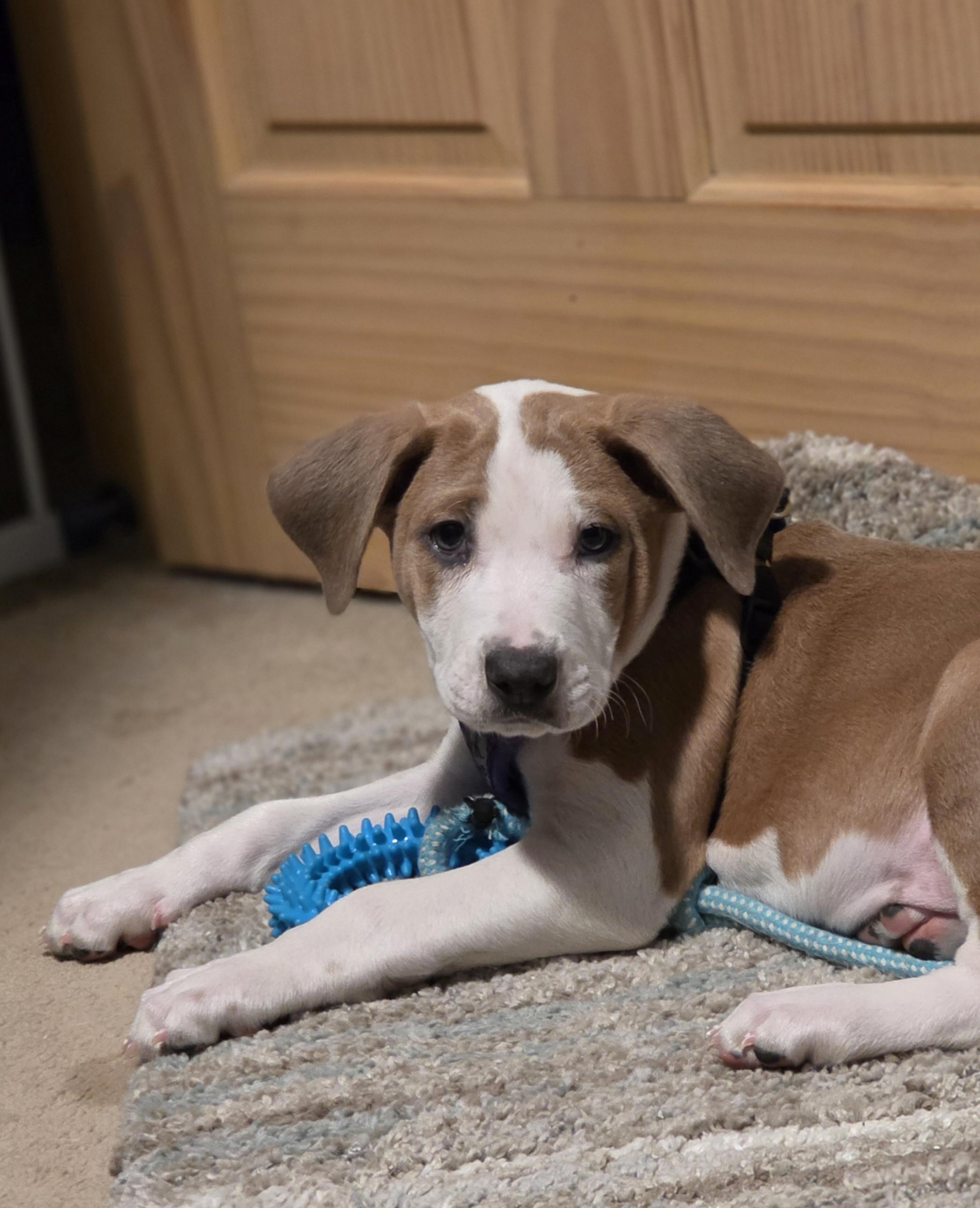 Alvin - Adoptable Pet | Petfinder | Petfinder