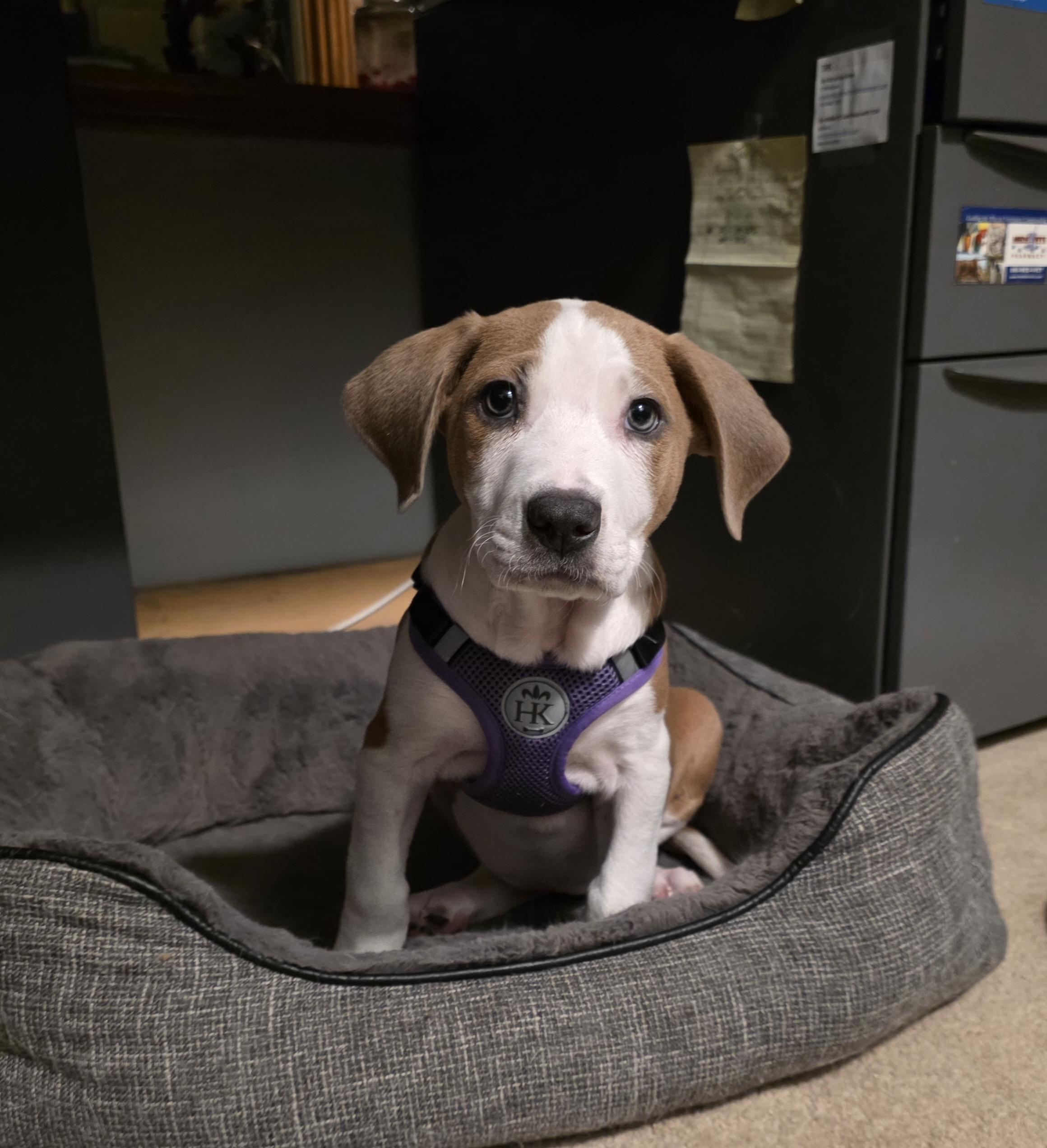 Alvin - Adoptable Pet | Petfinder | Petfinder