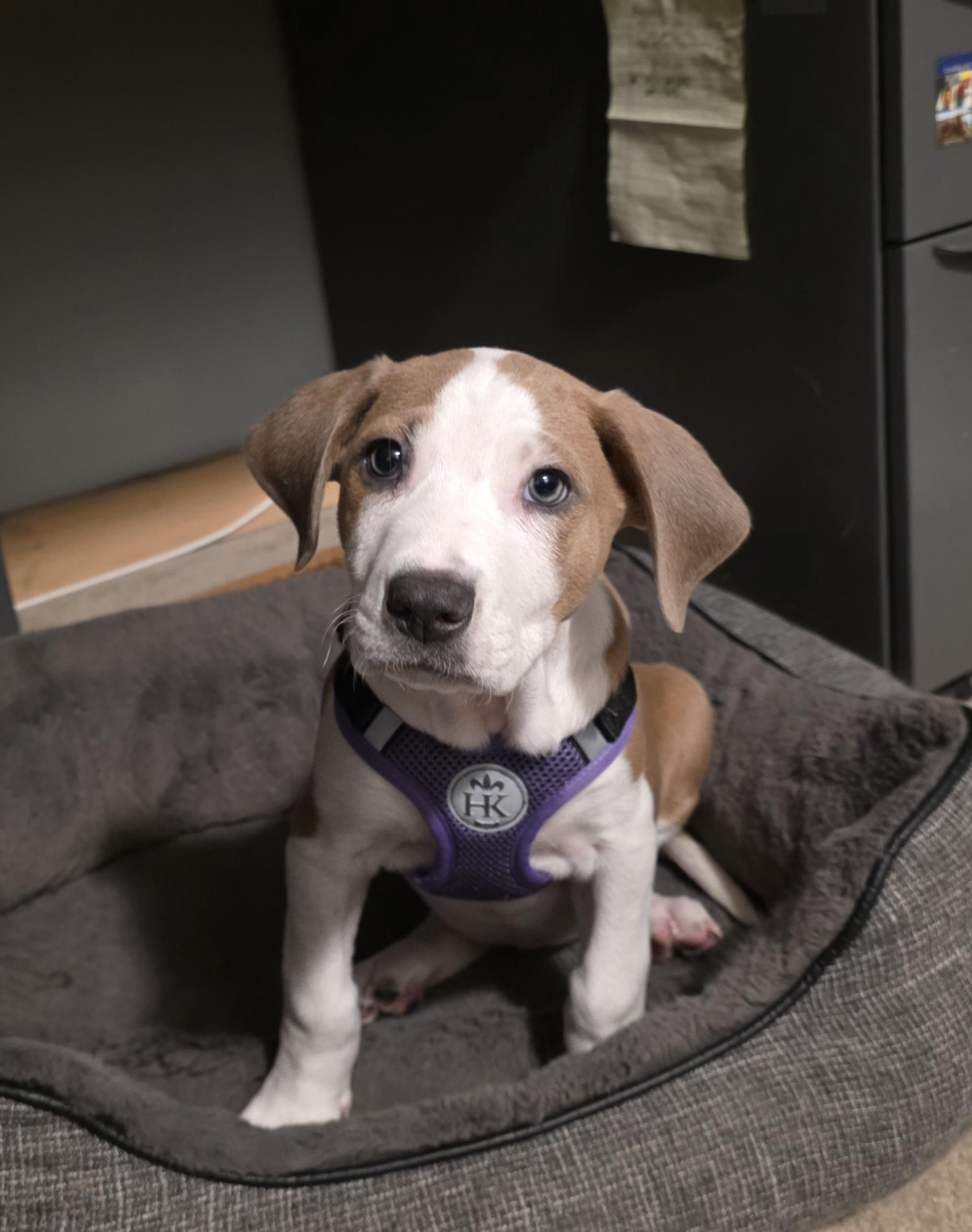 Alvin - Adoptable Pet | Petfinder | Petfinder