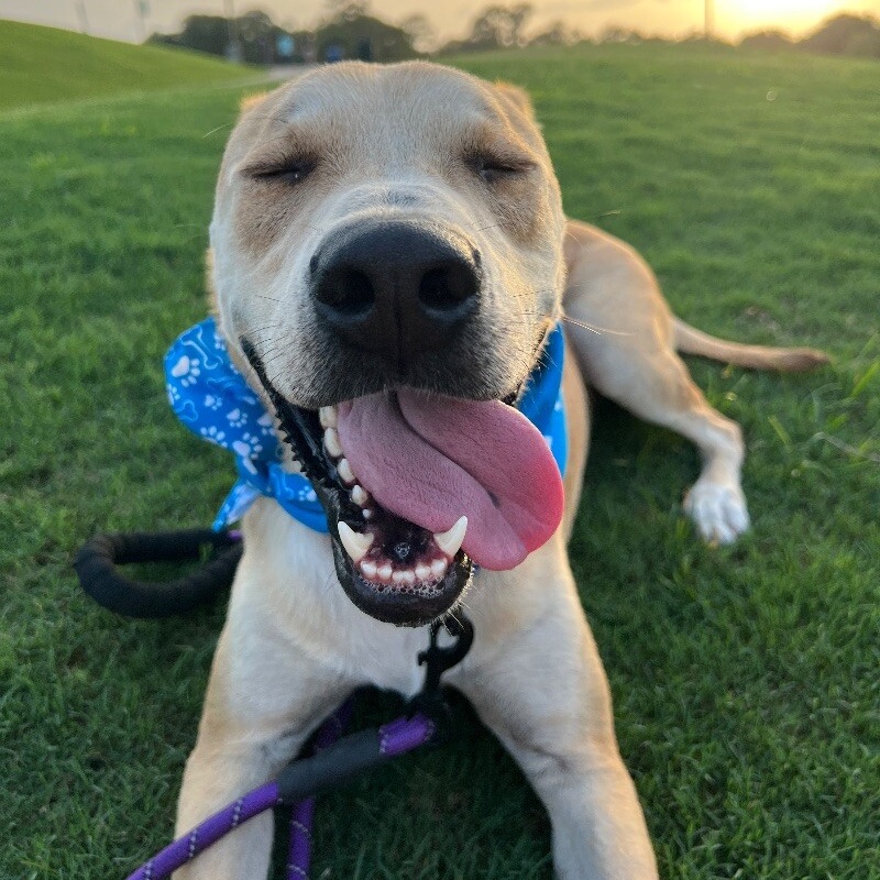 Dog for adoption - Sparky Ark the Silly Boy, a Labrador Retriever & Pit ...