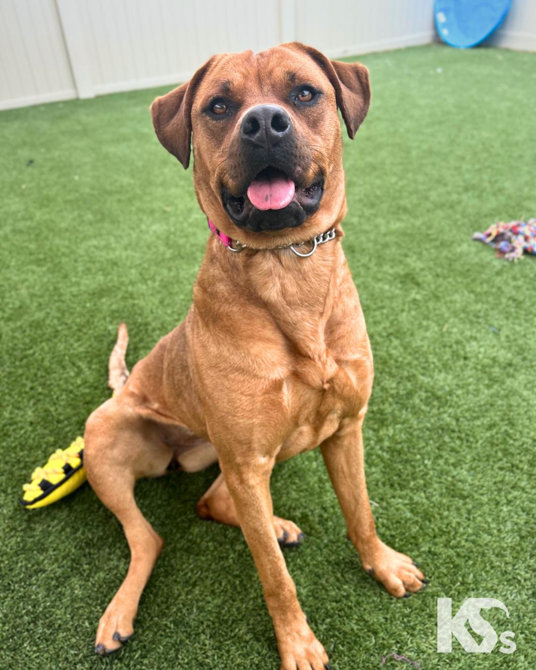Dog for adoption - Samantha, a Rhodesian Ridgeback & Boxer Mix in San ...