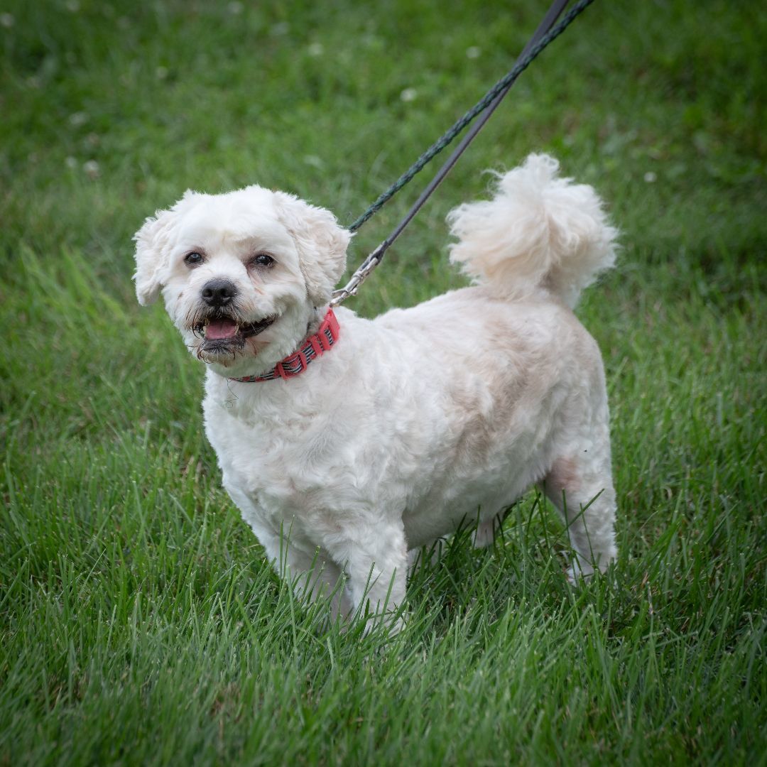 Our Animals — Animal Alliance