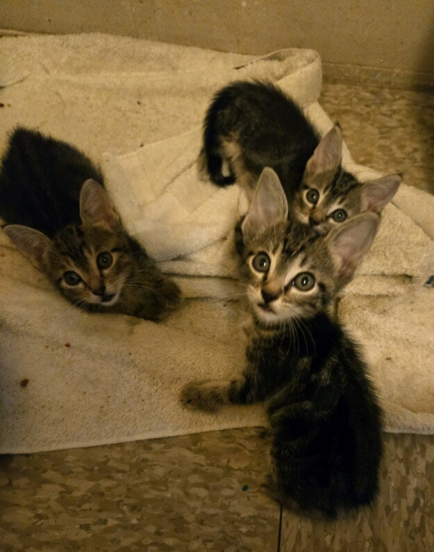 Cat for adoption - Sheridy Kalak's July 24 Kittens & Mother, a Domestic ...