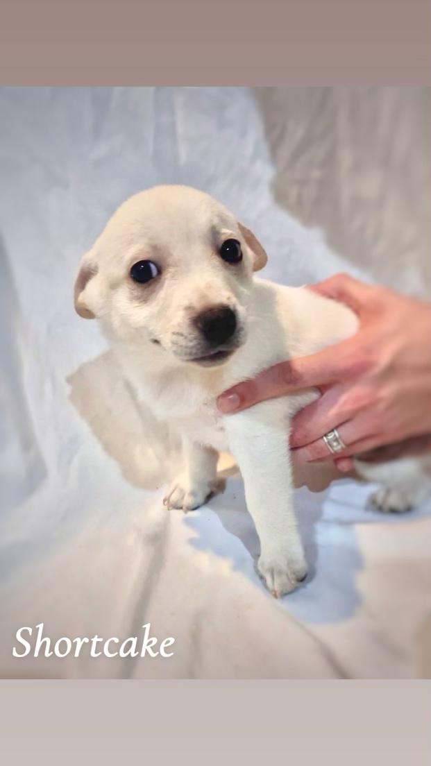 Dog for adoption - Shortcake, a Yellow Labrador Retriever & Corgi Mix in Bensalem, PA | Petfinder