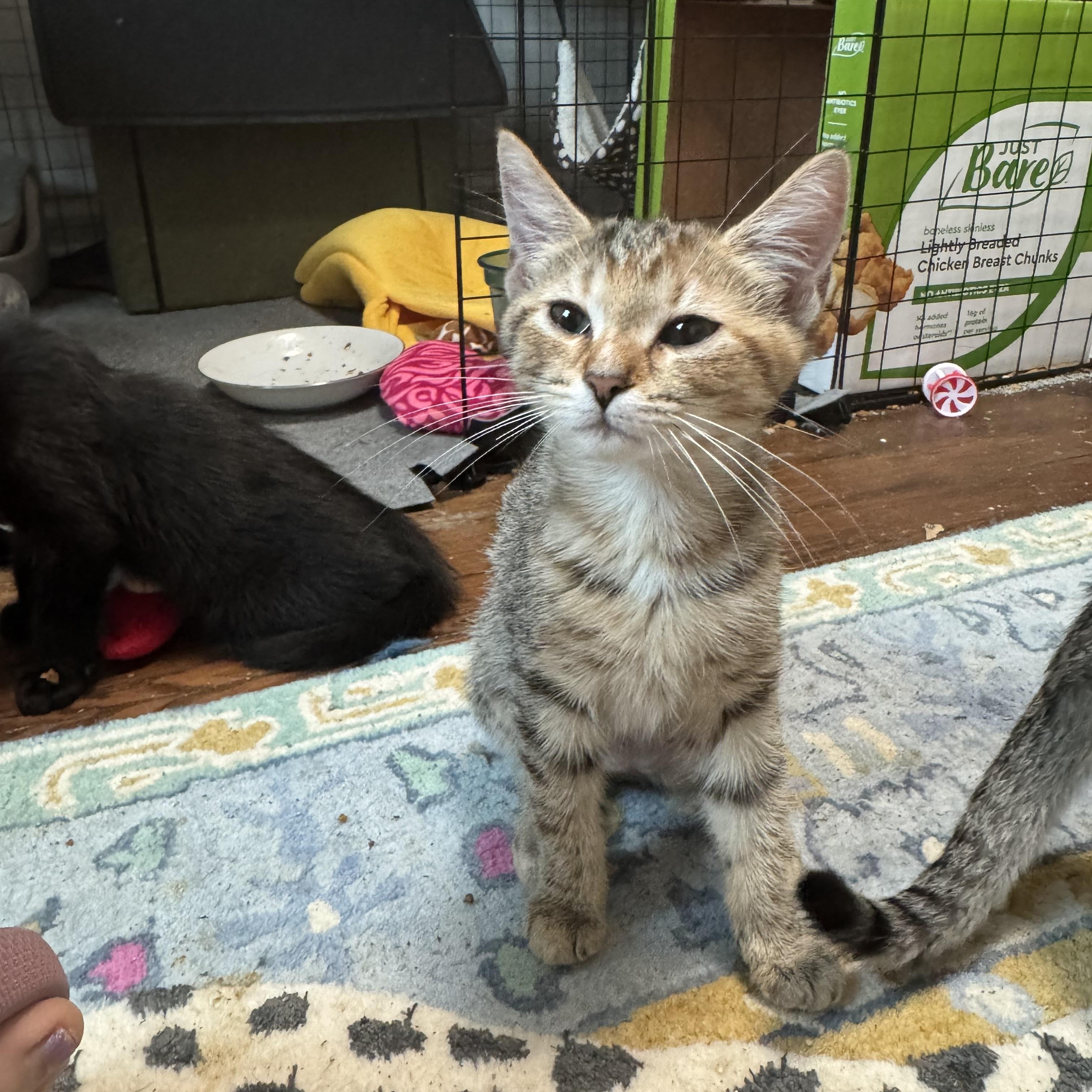 Cat for adoption - Twiglet, a Tabby in Richmond, VA | Petfinder