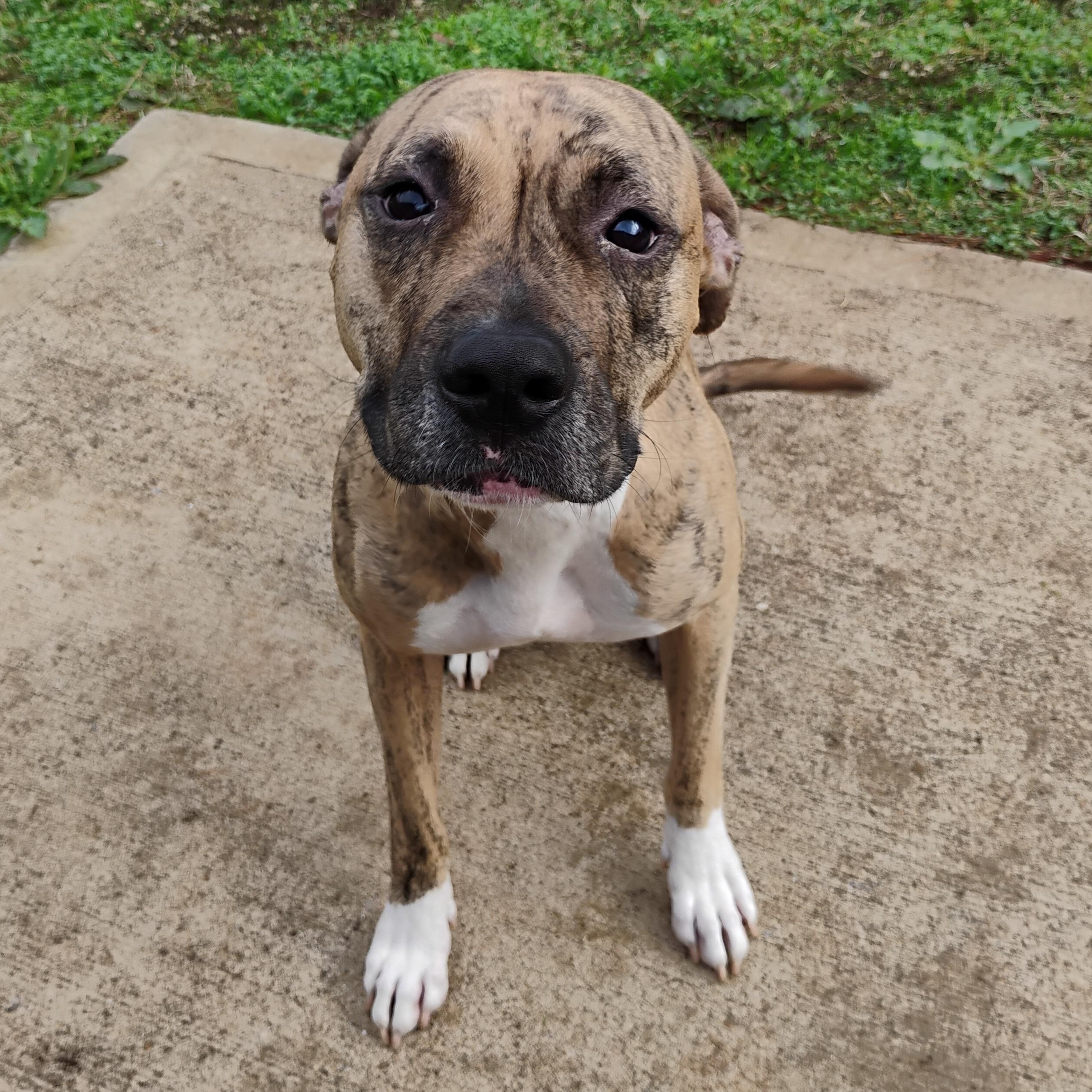 Dog for adoption - Diego, a Boxer & Pit Bull Terrier Mix in Portland, OR | Petfinder