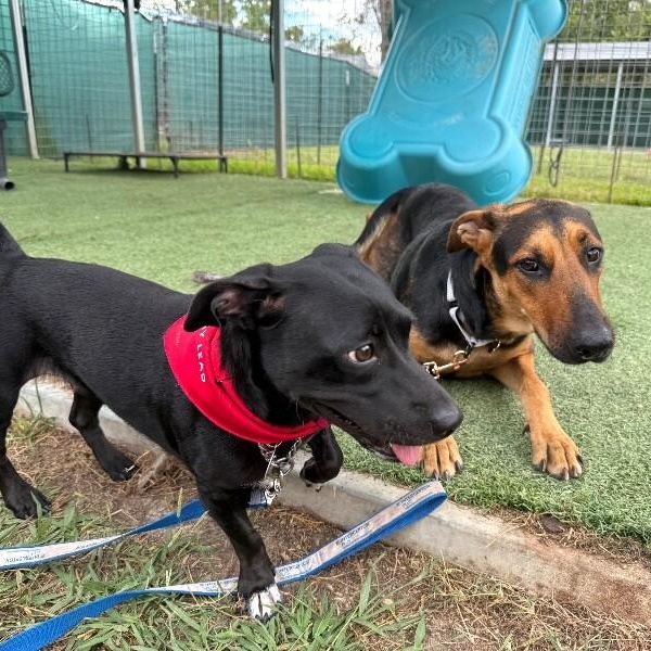 Dog for adoption - Winnie the Wiener Dog, a Dachshund & Labrador ...