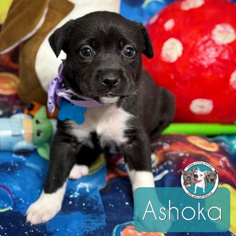 Dog for adoption - Ashoka Star Wars, a Pit Bull Terrier & Labrador ...