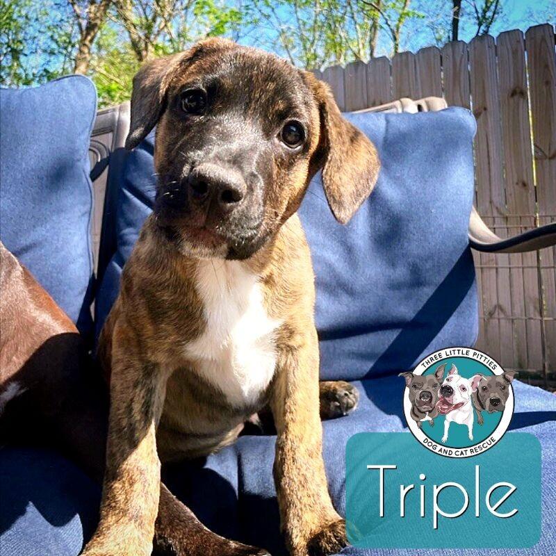 Dog for adoption - Triple Nut Caramel Milkshake, a Pit Bull Terrier ...