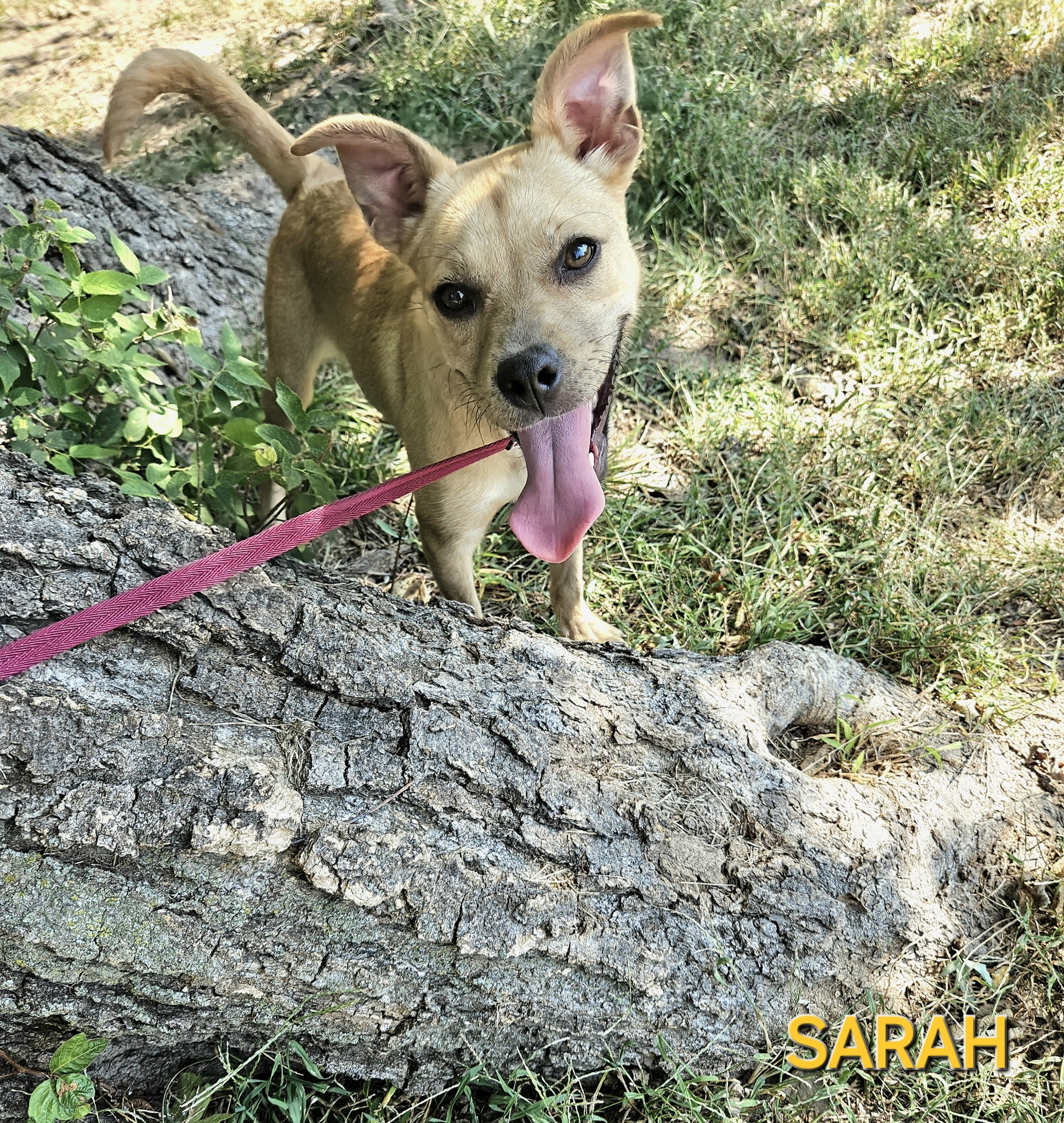 Dog for adoption - Sara, a Labrador Retriever & Black Mouth Cur Mix in ...