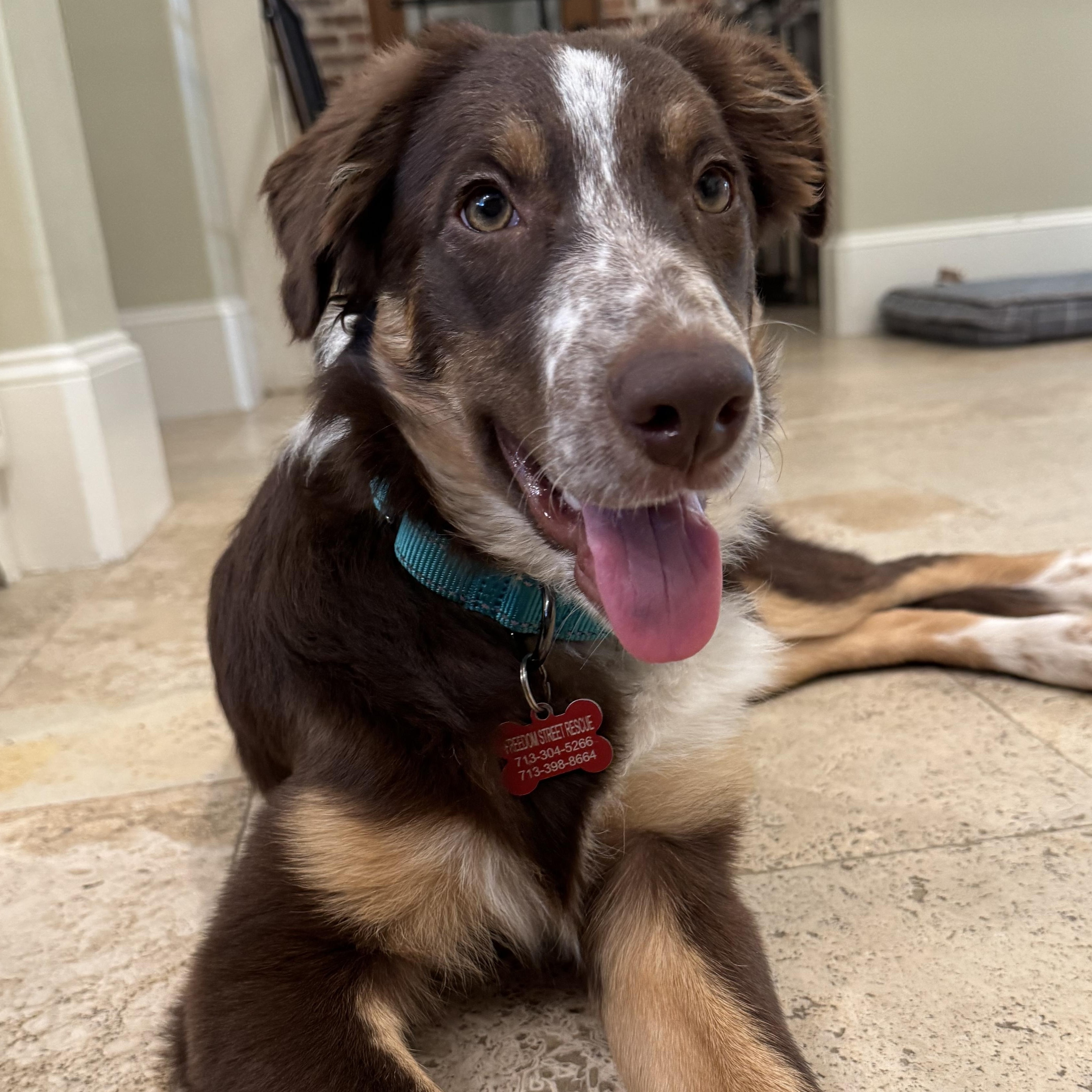 Dog for adoption - Sweet Mini Border Collie Melody, a Border Collie ...