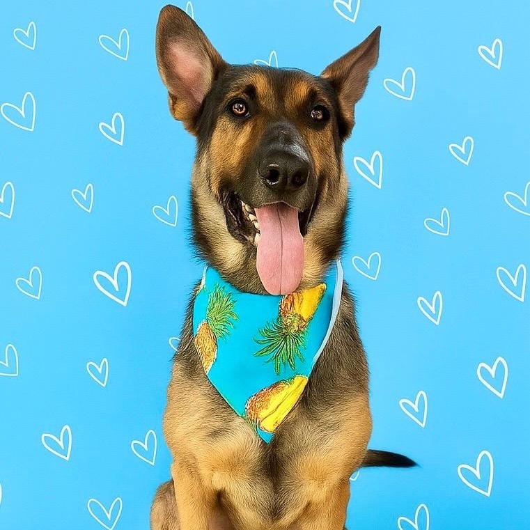 Dog for adoption - MAX GS, a German Shepherd Dog in Clive, IA | Petfinder